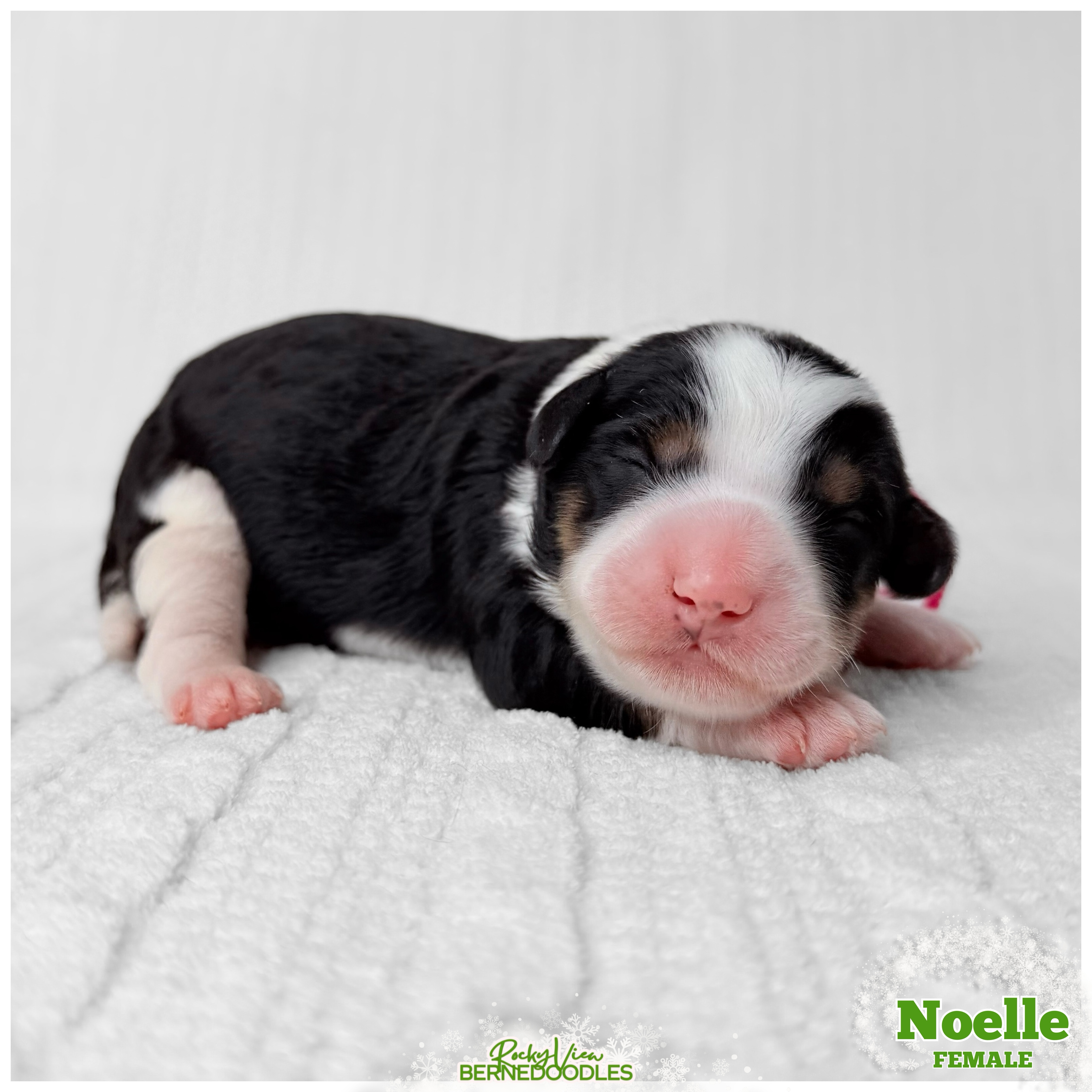 True North Pole Litter – 3 – Rocky View Bernedoodles