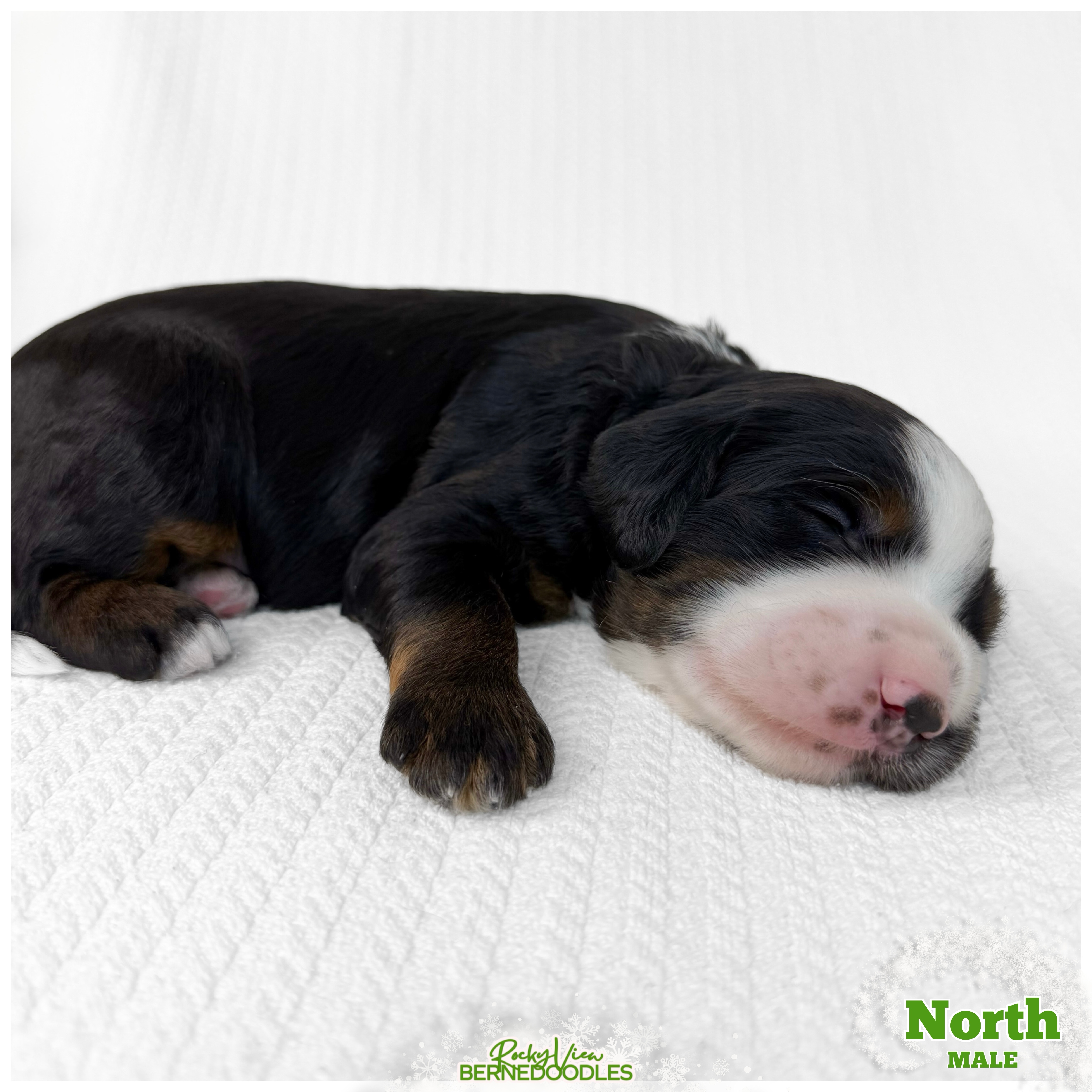 True North Pole Litter – 10 – Rocky View Bernedoodles